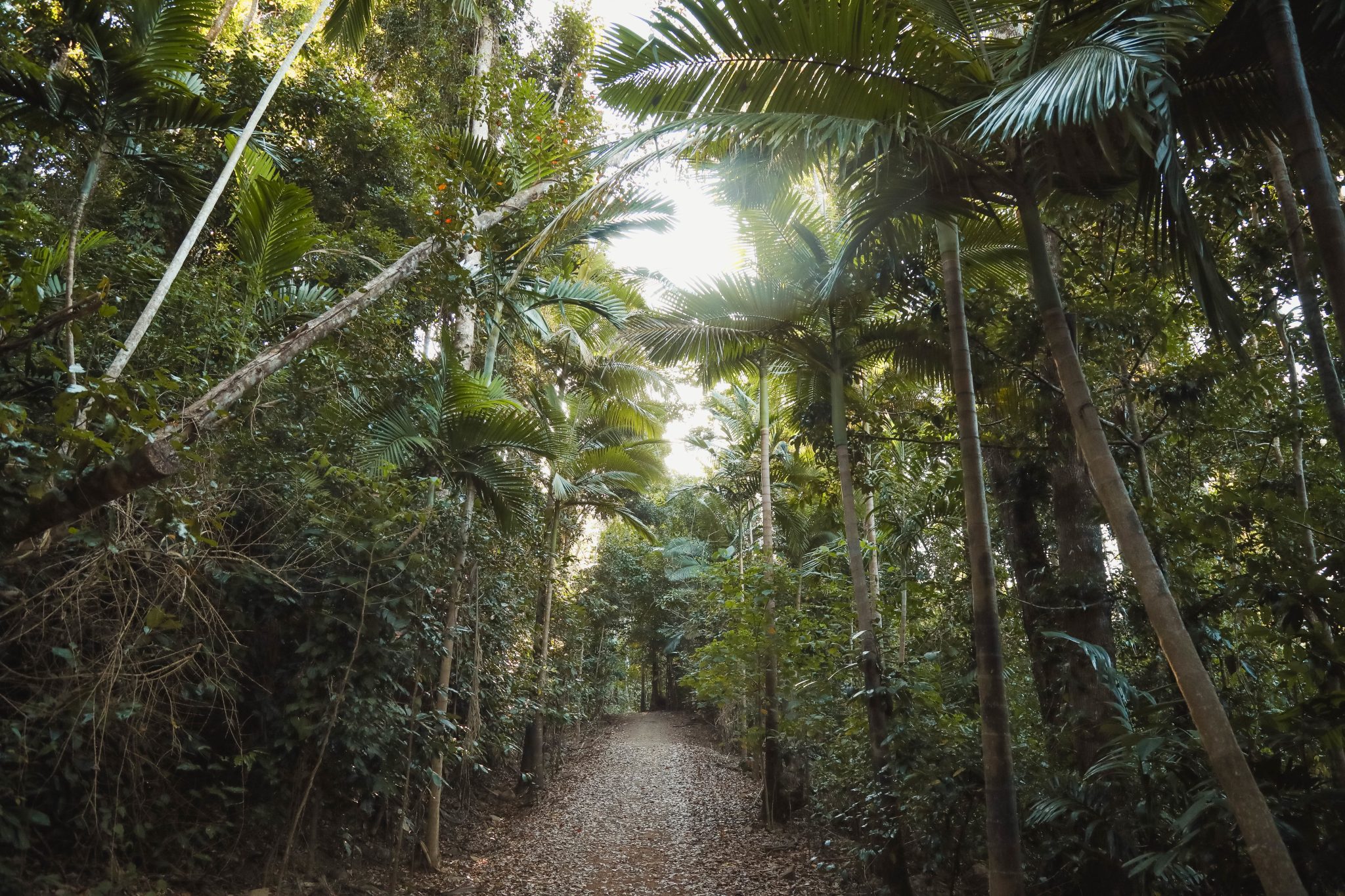 Forest Fund at COP30: Catalysing Informed Climate Action for India - CSTEP